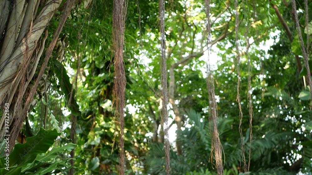 Fern birds nest on banyan. Bright fern birds nest with big green leaves ...