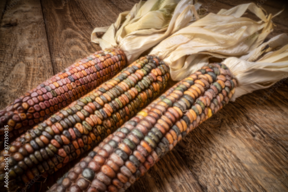 ornamental corn ears close-up on a rustic wood, fall holidays or ...