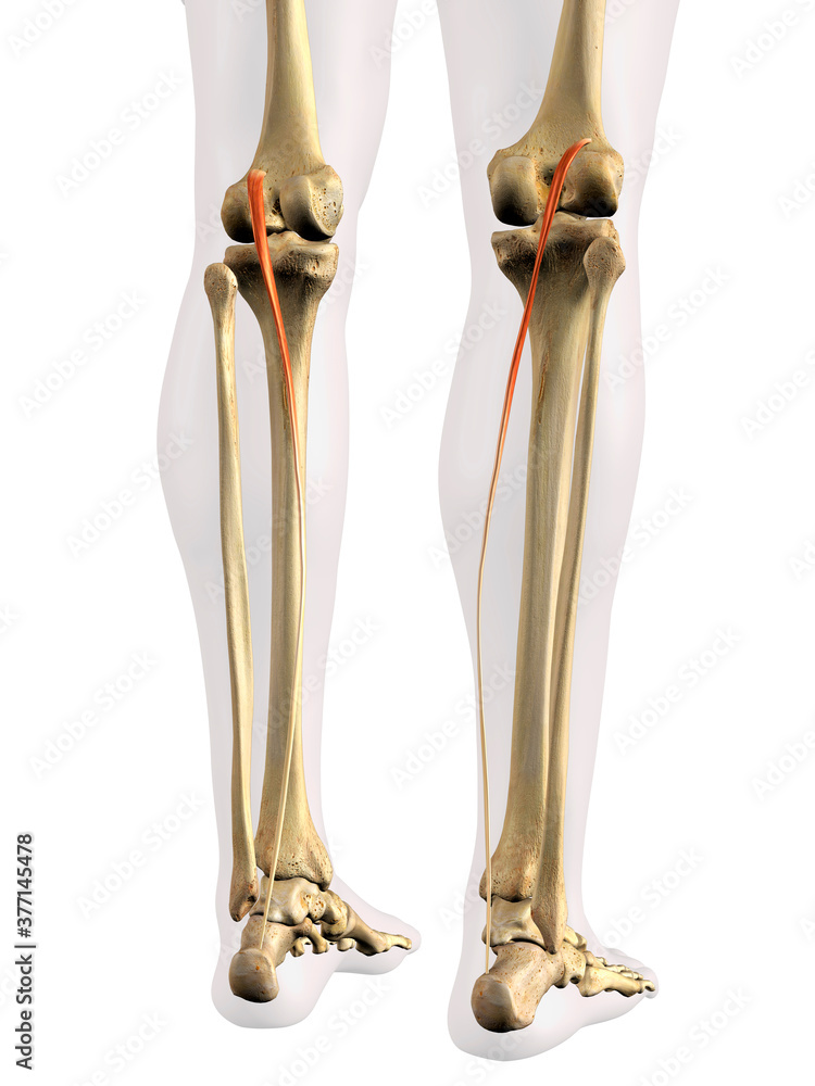 Posterior Plantaris Muscles in Isolation on Human Leg Skeleton, 3D ...