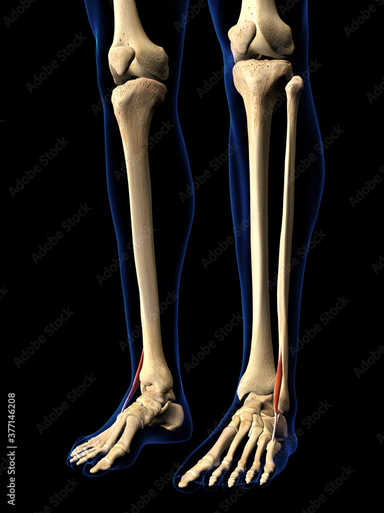 Peroneus Tertius Muscle in Isolation on Human Leg Skeleton, 3D ...