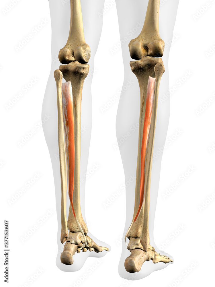Posterior Tibialis Muscles in Isolation on Human Leg Skeleton, 3D ...