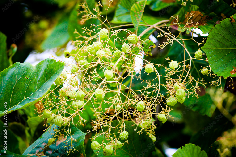 The flowers of the Teak (Tectona grandis) are yellow bunches with green ...