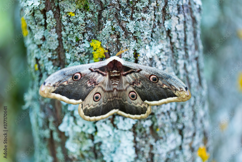GIANT PEACOCK MOTH - GRAN PAVON o PAVON NOCTURNO (Saturnia pyri), also ...