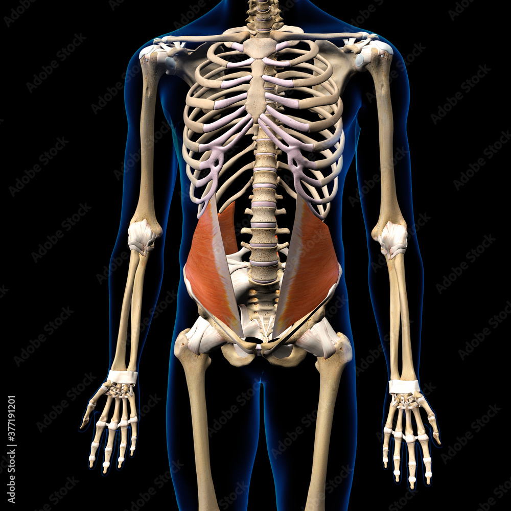 Male Internal Oblique Muscle in Isolation on Human Skeleton, 3D ...