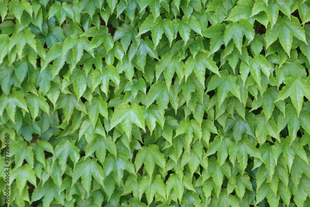 texture di pianta rampicante con foglie verdi appuntite Stock Photo ...