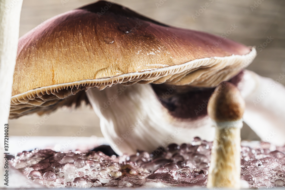 The Mexican magic mushroom is a psilocybe cubensis, whose main active ...
