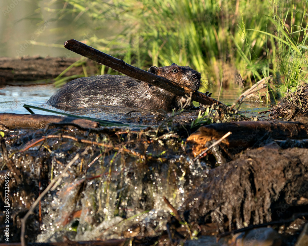 Beaver Stock Photos. Beaver close-up profile view, carrying a branch in ...