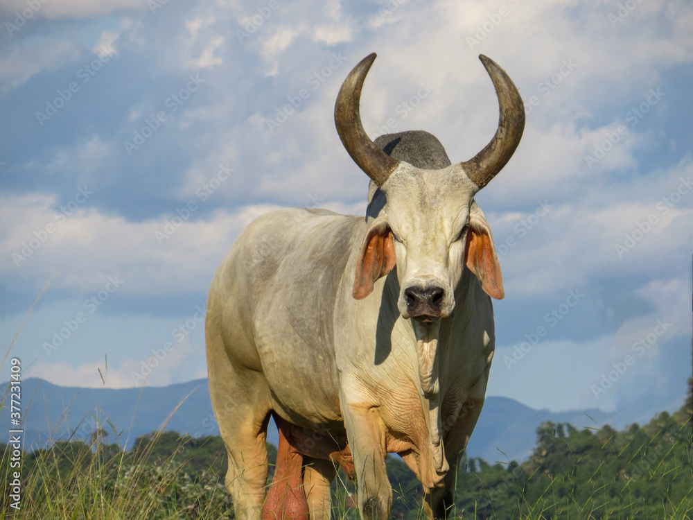 Guzerá bull was the first breed of zebu cattle to arrive in Brazil ...