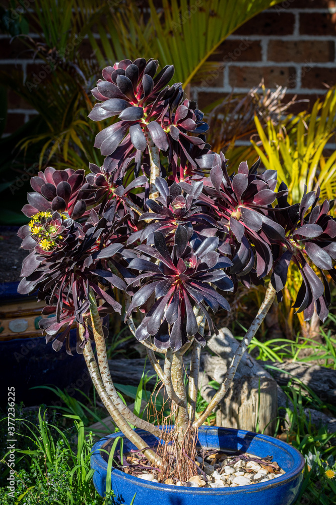 Black Rose, Aeonium arboreum, in flower, yellow flowers. Also called ...