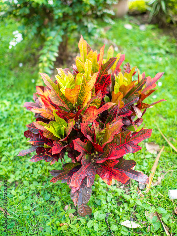 Fire Croton, Garden croton, or Variegated Croton (Codiaeum variegatum ...