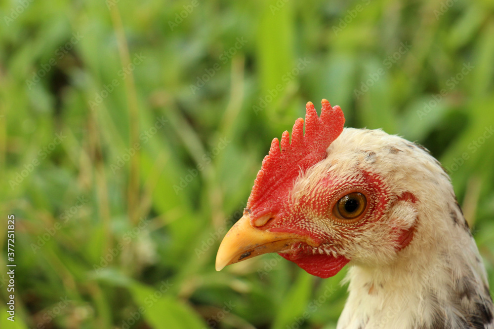 chicken, hen, chickens, animal, head, cock fight, fighting, jungle fowl ...