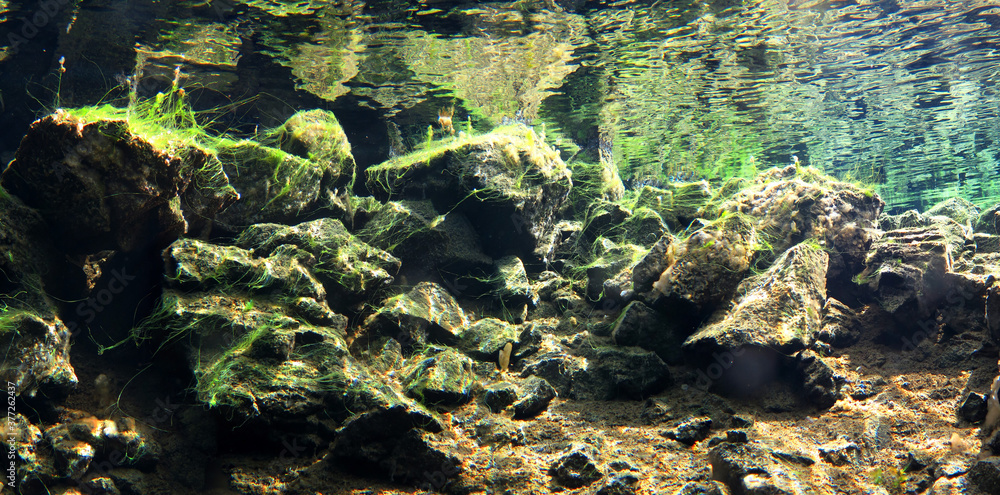 underwater reflective surface of green algae in icelandic glacial ...