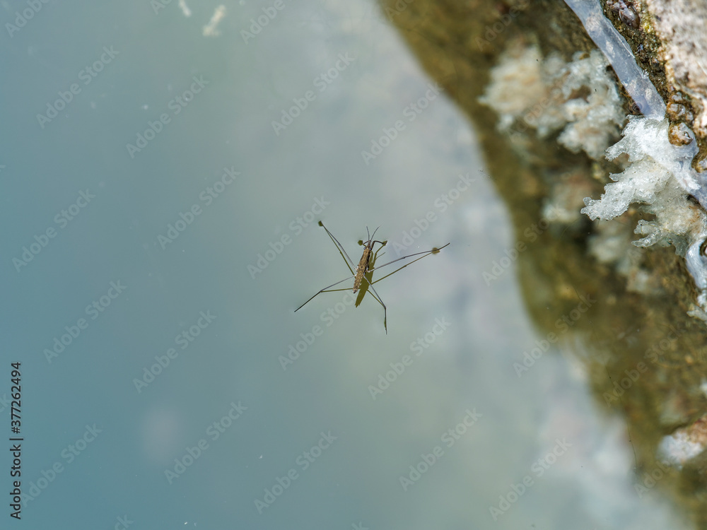 Gerris ou aquarius remigis - Araignée d'eau ou punaise aquatique Stock ...