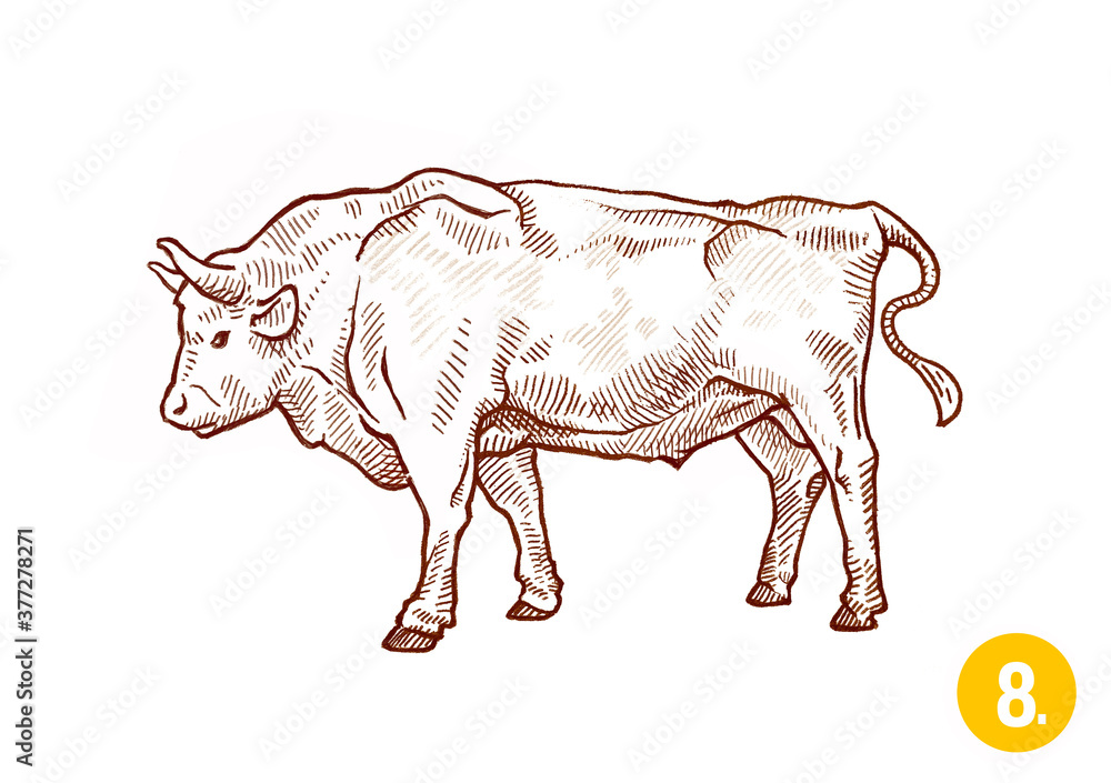 Bull illustration, drawing, engraving, ink, line art Stock Illustration ...
