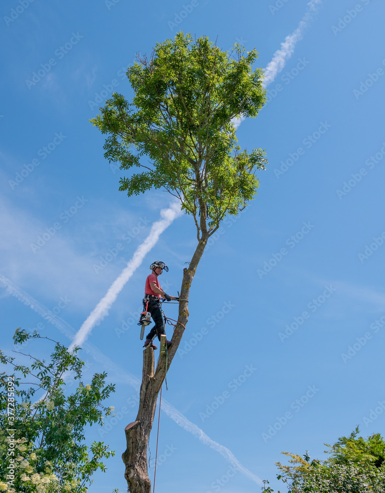 Foto Stock Arborist or Tree Surgeon cutting down tall tree using safety ...