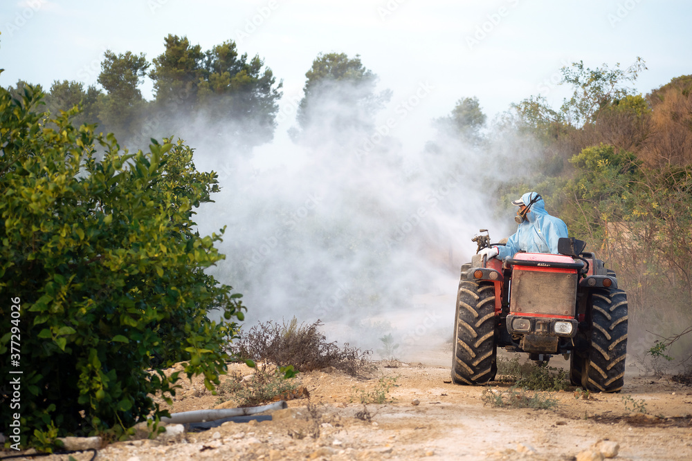 Foto de Tractor spray pesticide and insecticide on lemon plantation in ...
