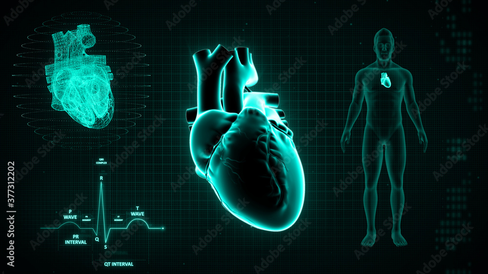 Anatomy of Full human heart 3d illustration Stock Illustration | Adobe ...