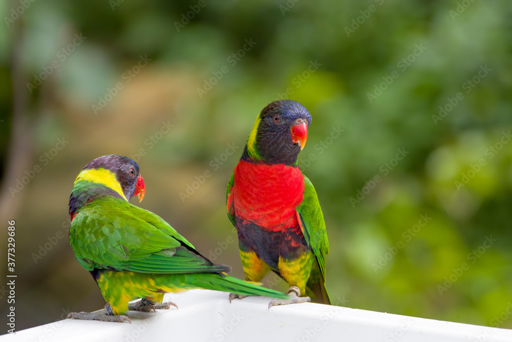 The sunset lorikeet (Trichoglossus forsteni) is a species of parrot ...