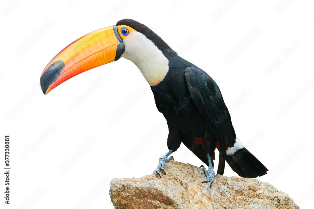 Toco toucan, Ramphastos toco, giant black and white toucan with huge ...