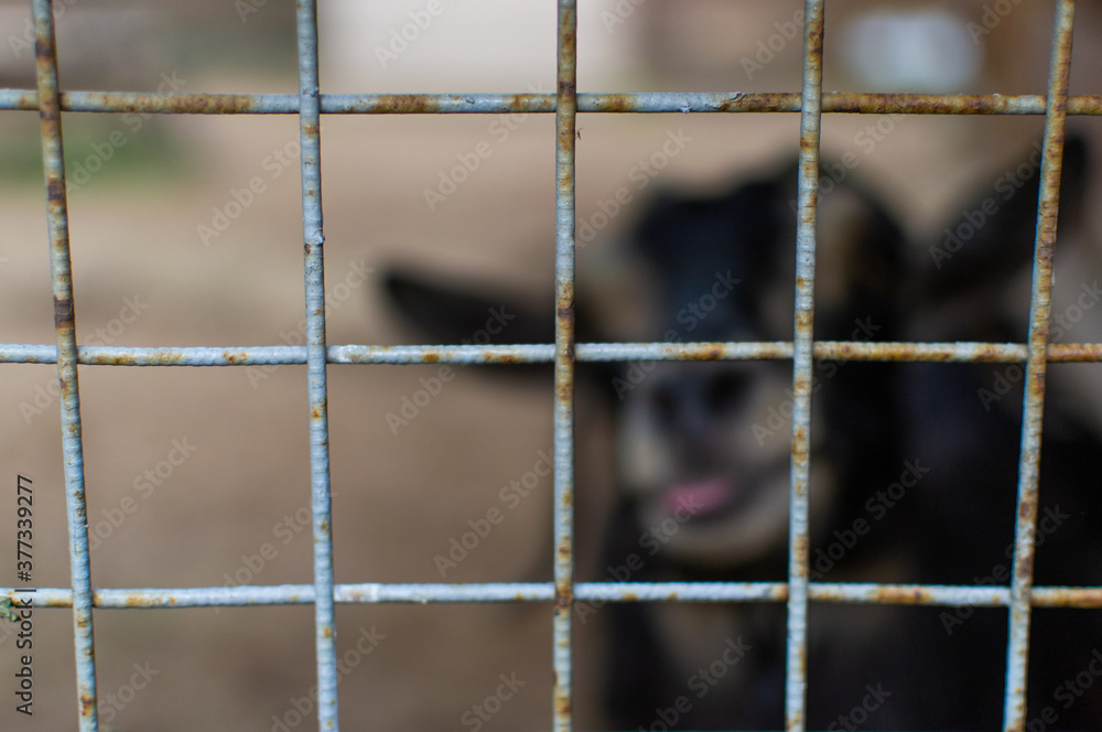 muzzle the face of black goat with curved horns with a protruding ...