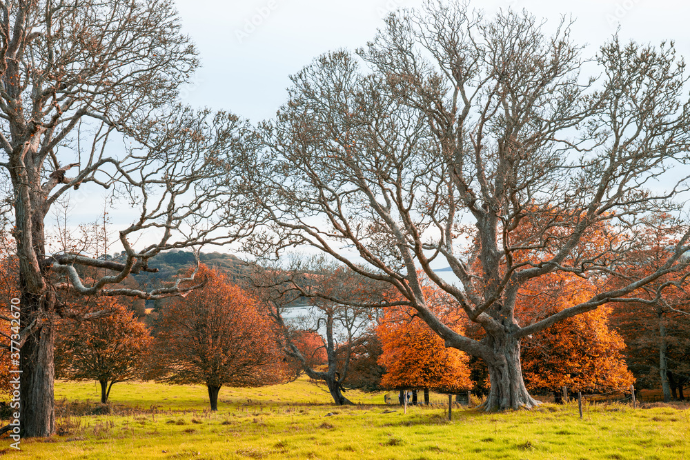 Big And Small Fall Leaf
