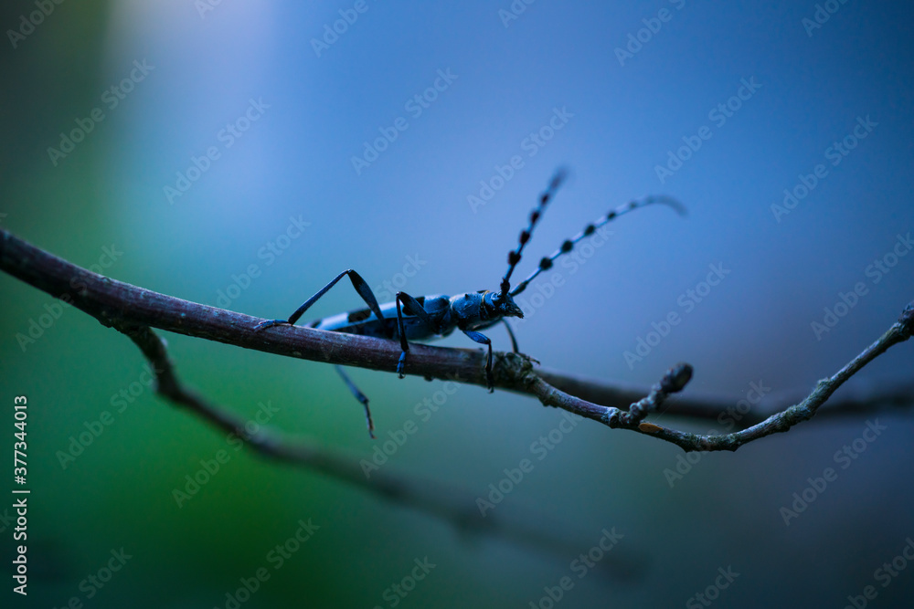 Rosalia longicorn (Rosalia alpina), Cerambycidae, Coleoptero, Insecto ...