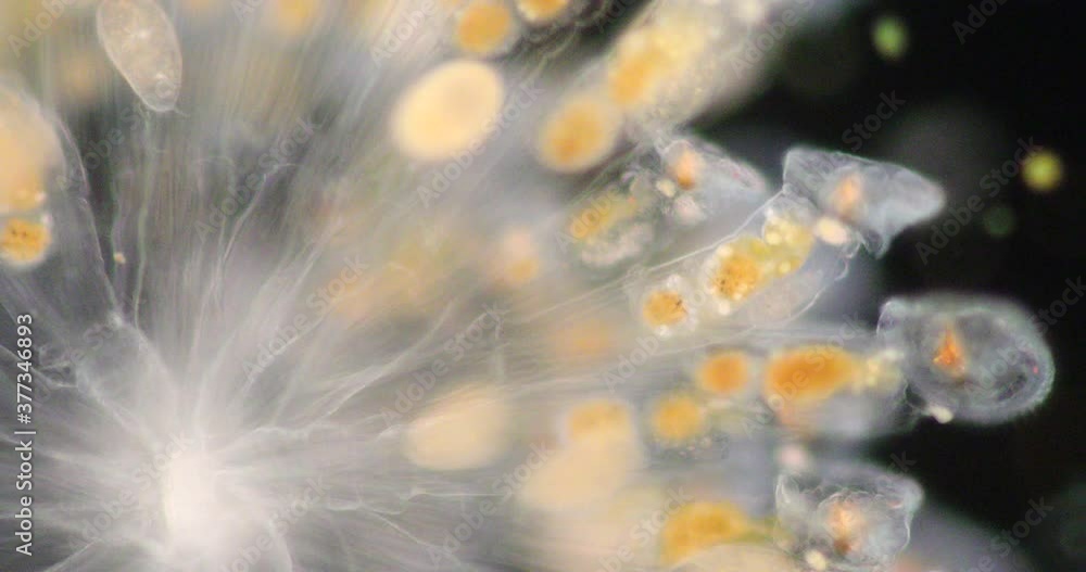 The rotifers commonly called wheel animals or wheel animalcules, make ...