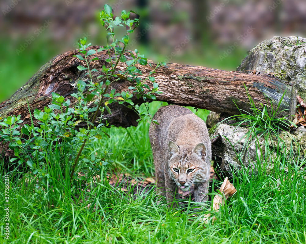 Bobcat Stock Photos. Bobcat waliking under a death tree branch while ...