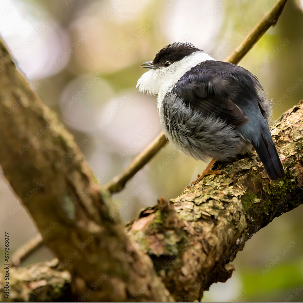 Ave: Bailarín blanco El Travolta de los bosques «Manekken, manakin ...