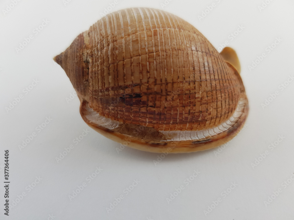 Photograph on white background of seashell or conch Semicassis ...