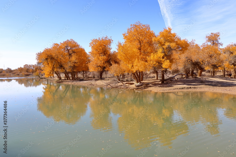 Gold foliage of poplar (Huyang) trees in Ejin Banner, Inner Mongolia ...