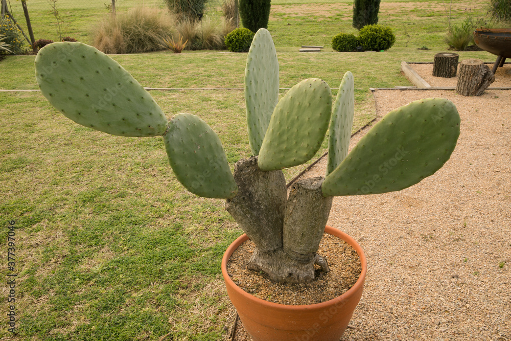 Sculptural cactus. View of an Opuntia ficus indica, also known as ...