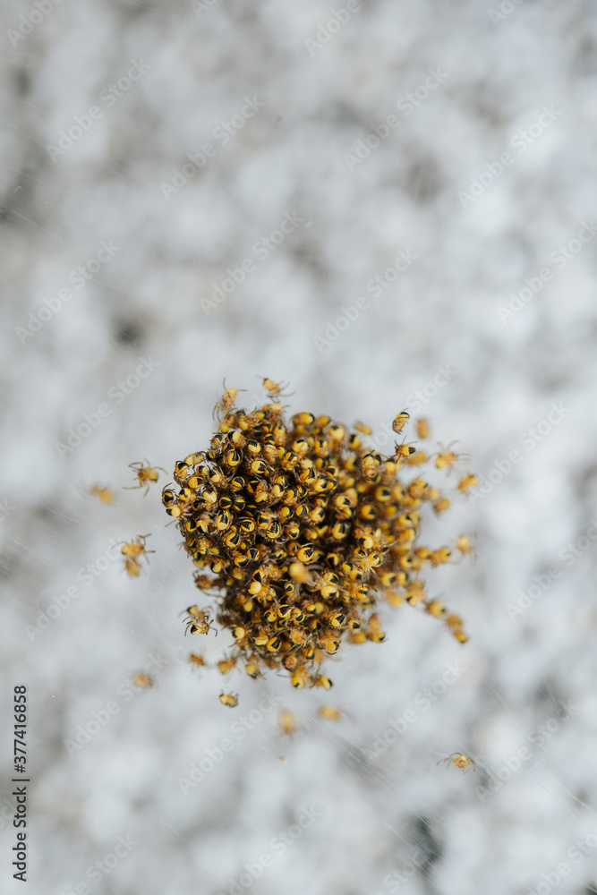 Nest of baby wasp Heap of young spiders or insects dispersing Stock ...
