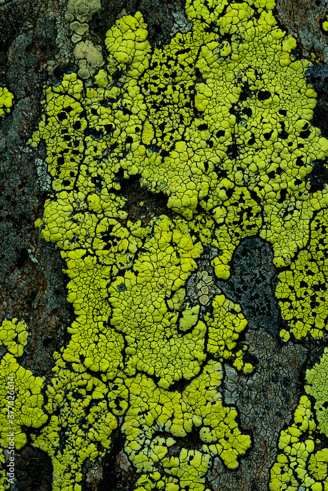 Lichens Stock Photo | Adobe Stock