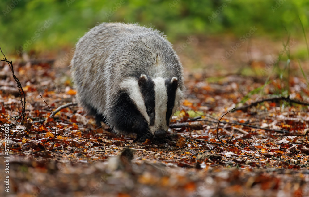 Badger in colorful autumn forest. European badger, Meles meles, sniffs ...