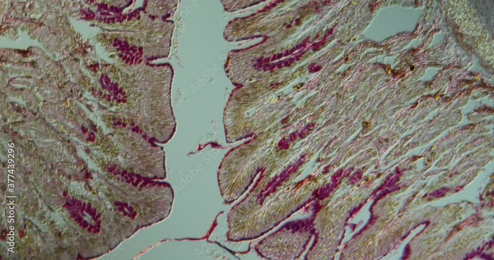 Intestine of the rat in cross section under the microscope 100x Stock ...