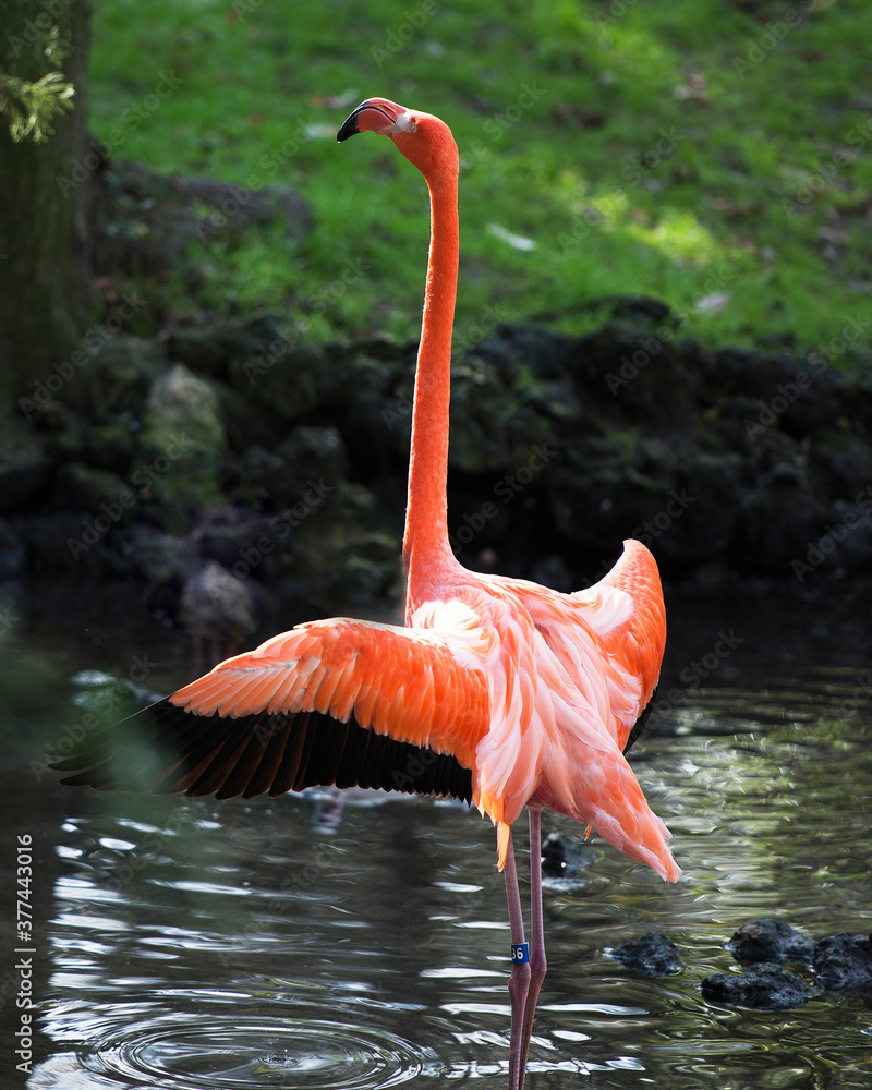 Flamingo stock photos. Flamingo in the water with blur green foliage displaying spread wings ...