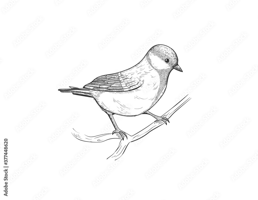 Bird vector sketch illustration. Hand drawn small bird like sparrow ...