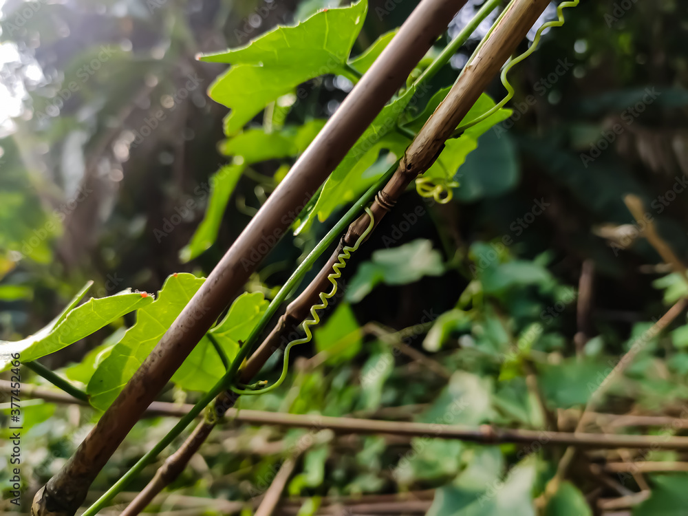 This is a tendril, a tendril is a specialized stem, leaves or petiole ...