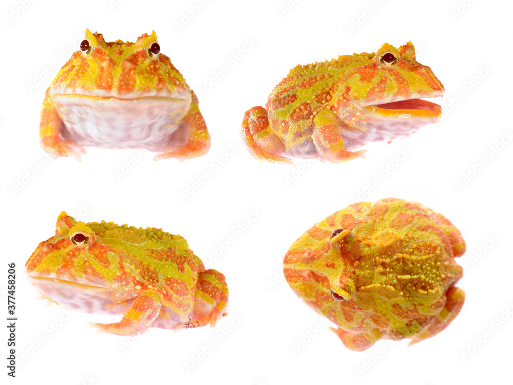 Ornate Horned Frog (white form) Ceratophrys ornata isolated on white ...