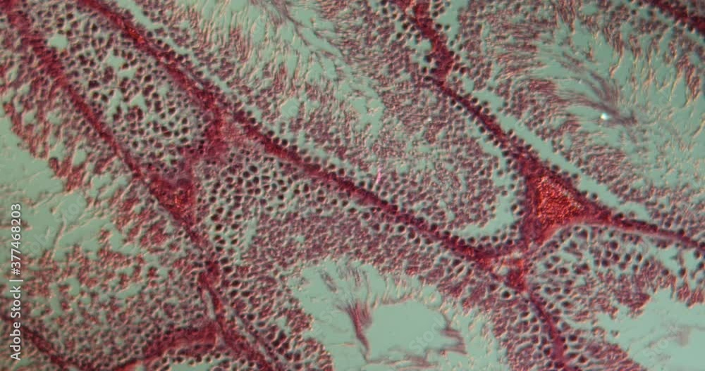 Video „Testis of the rat in cross section under the microscope 100x“ ze ...