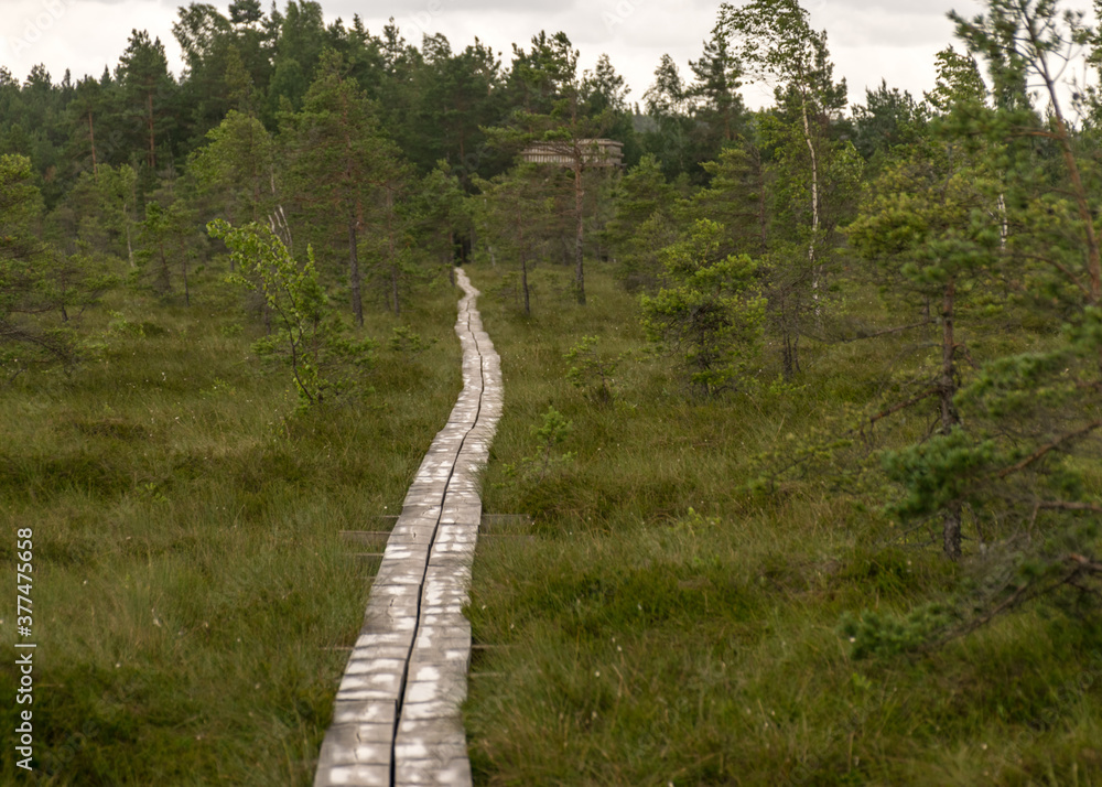 Wooden wet pathway through swamp wetlands with small pine trees, marsh ...