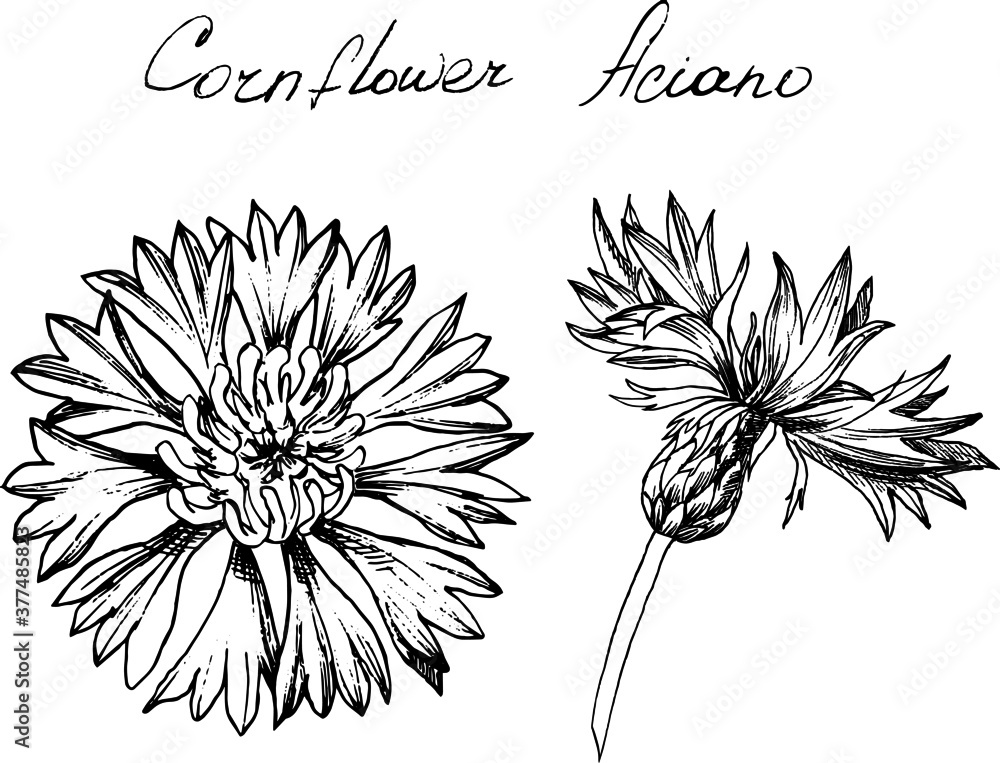 Hand-drawn botanical illustration of columbine flowers. Each element is ...
