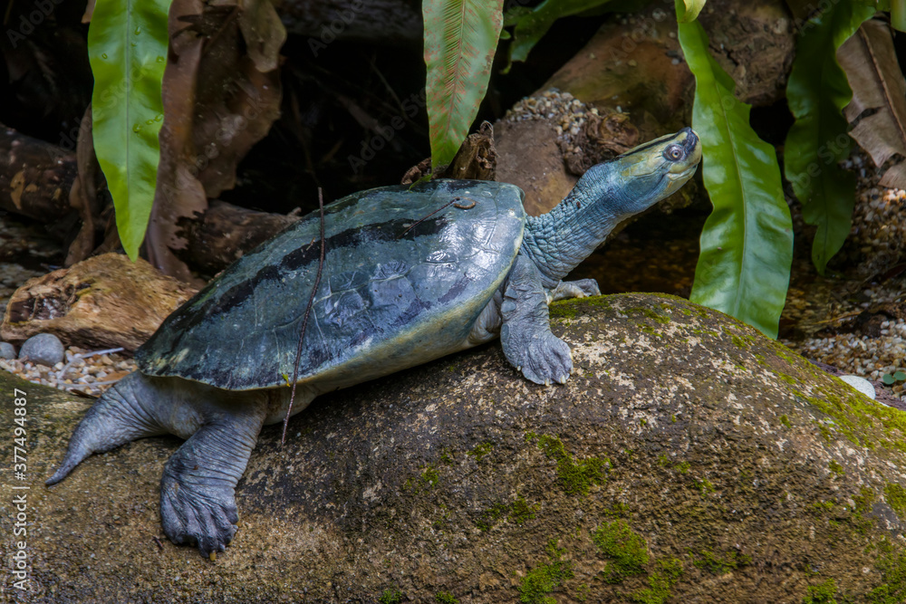 Foto de The Burmese roofed turtle (Batagur trivittata) is one of six ...