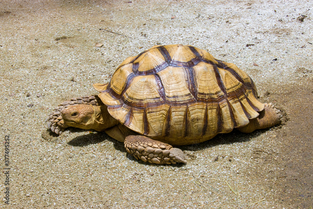 The African spurred tortoise (Centrochelys sulcata) is a species of ...