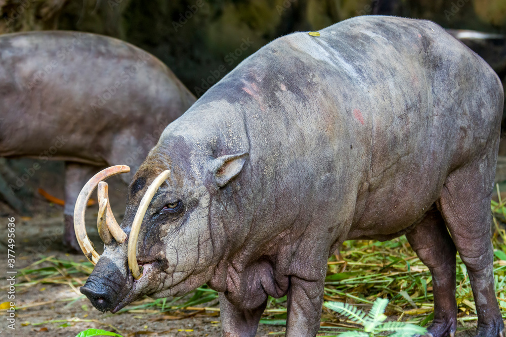 a male Buru babirusa stands alone. It is a wild pig-like animal native ...