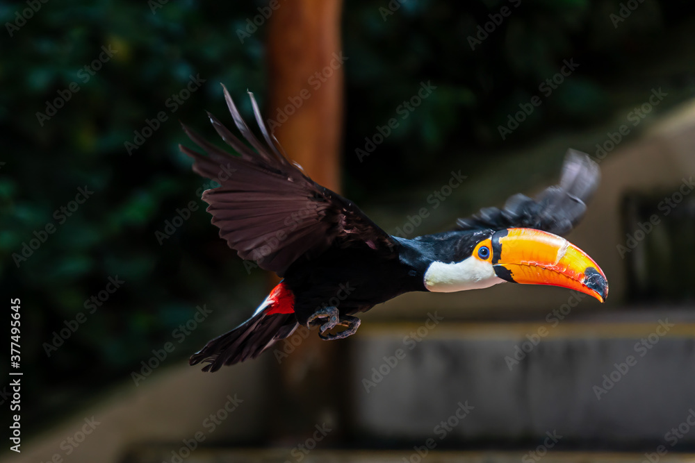 Toco Toucan Flying