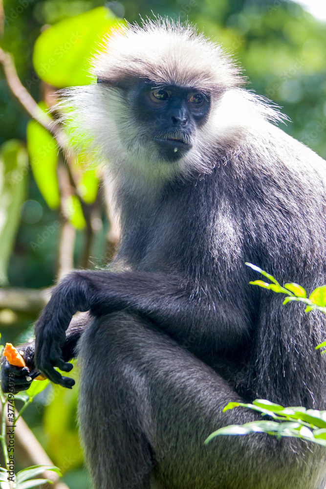 The purple-faced langur (Semnopithecus vetulus) is a species of Old ...