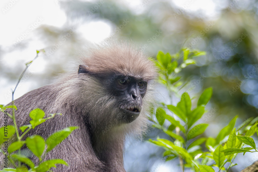The purple-faced langur (Semnopithecus vetulus) is a species of Old ...