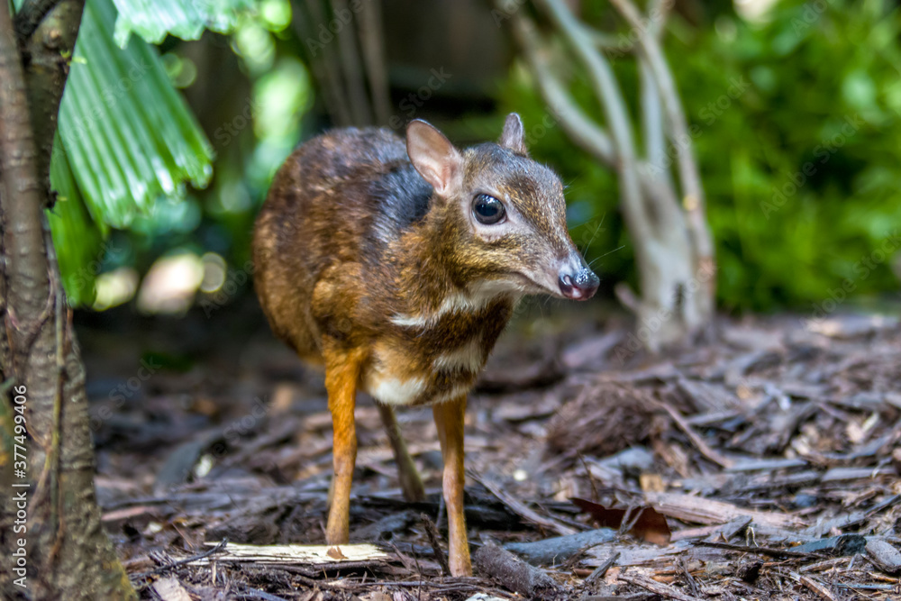 Lesser Mouse Deer